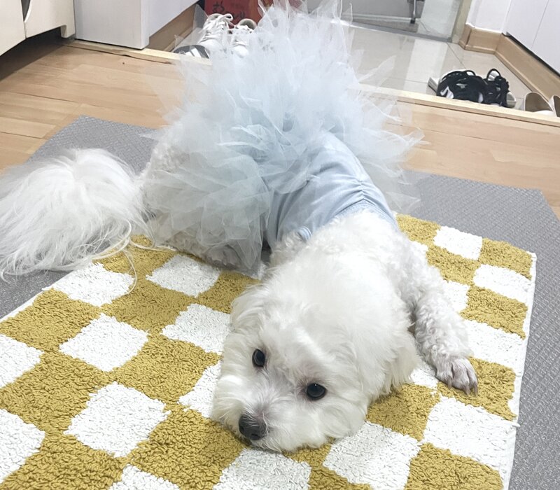 로스트아크 인벤 우리집 강아지 입기싫은옷 입히면 로스트아크 인벤 자유 게시판