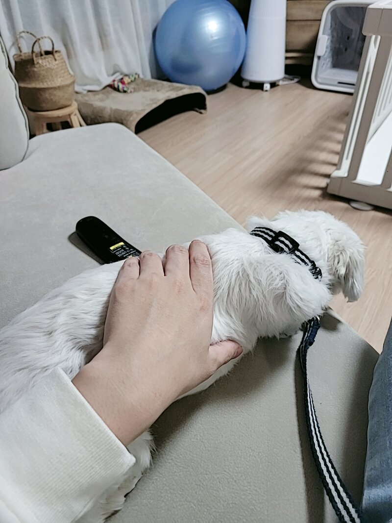 로스트아크 인벤 강아지삐짐 로스트아크 인벤 자유 게시판구