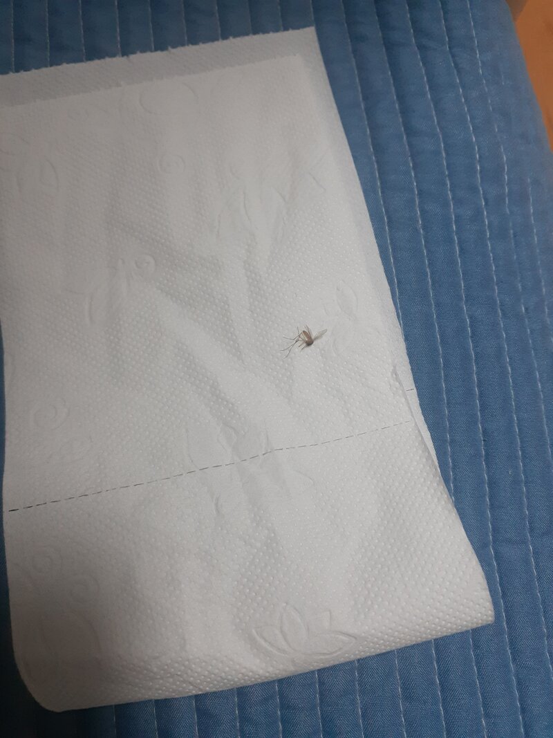 메이플스토리 인벤 이 씨발련이 내 꿀잠을 방해했어 메이플스토리 인벤 자유게시판