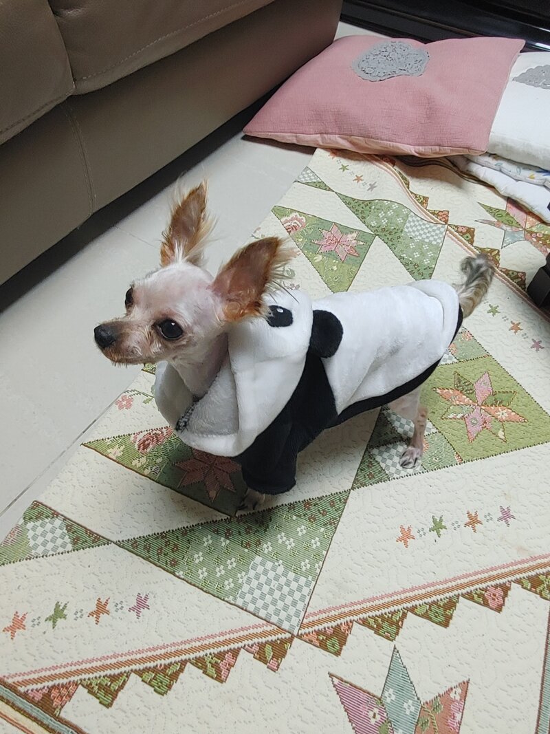 메이플스토리 인벤 귀여움 메이플스토리 인벤 자유게시판