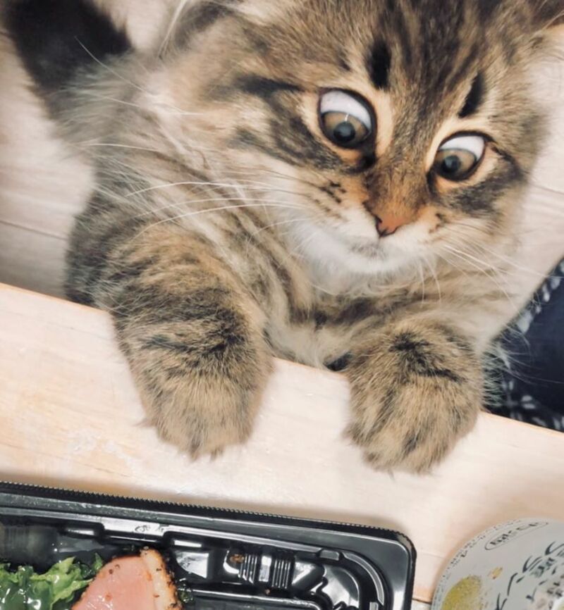 메이플스토리 인벤 식탐 고양이 모음집 ㅋㅋ 메이플스토리 인벤 자유게시판