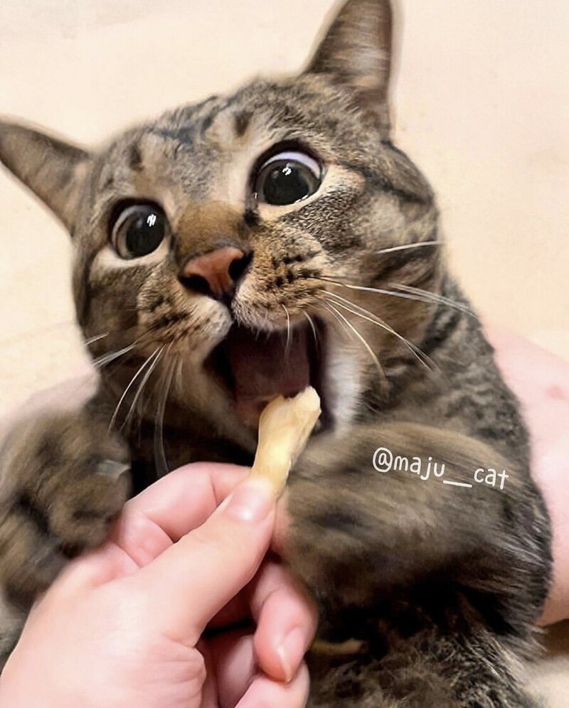 메이플스토리 인벤 식탐 고양이 모음집 ㅋㅋ 메이플스토리 인벤 자유게시판