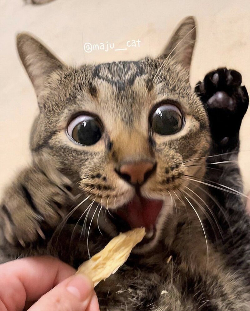 메이플스토리 인벤 식탐 고양이 모음집 ㅋㅋ 메이플스토리 인벤 자유게시판