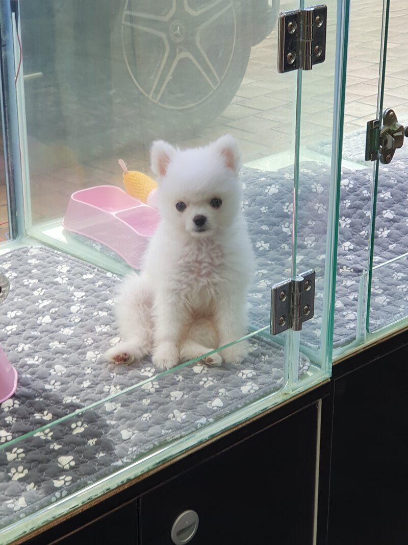 메이플스토리 인벤 강아지 보러왔는데 메이플스토리 인벤 자유게시판