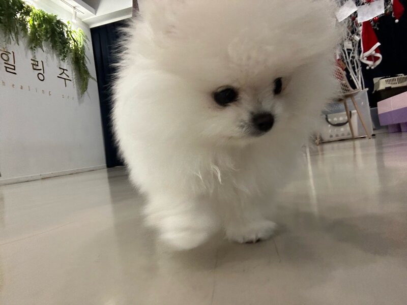 로스트아크 인벤 강아지 졸귀다 로스트아크 인벤 자유 게시판구