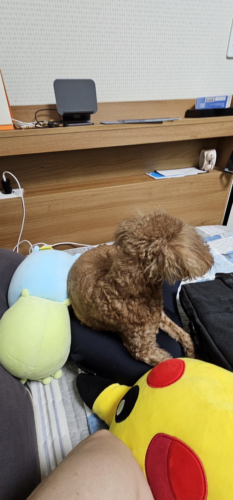 메이플스토리 인벤 내 배게 특 메이플스토리 인벤 자유게시판