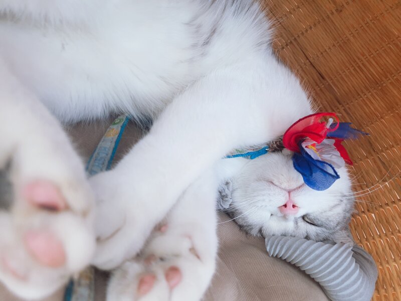 메이플스토리 인벤 고냥이 잠드는 과정 메이플스토리 인벤 자유게시판