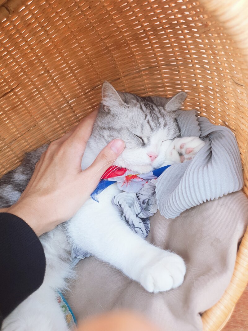 메이플스토리 인벤 고냥이 잠드는 과정 메이플스토리 인벤 자유게시판