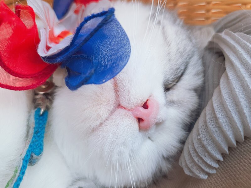 메이플스토리 인벤 고냥이 잠드는 과정 메이플스토리 인벤 자유게시판