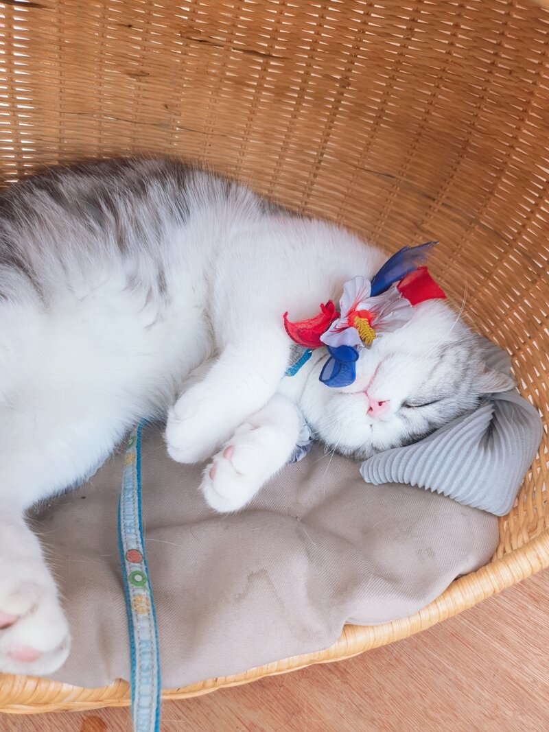 메이플스토리 인벤 고냥이 잠드는 과정 메이플스토리 인벤 자유게시판