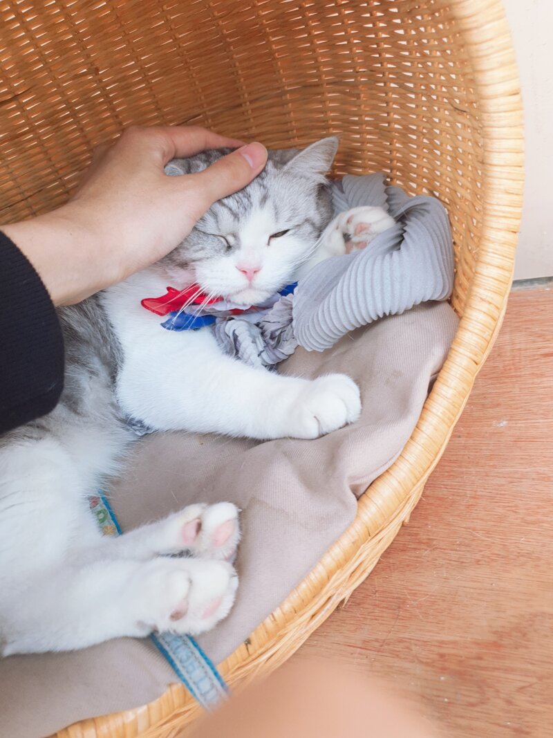 메이플스토리 인벤 고냥이 잠드는 과정 메이플스토리 인벤 자유게시판