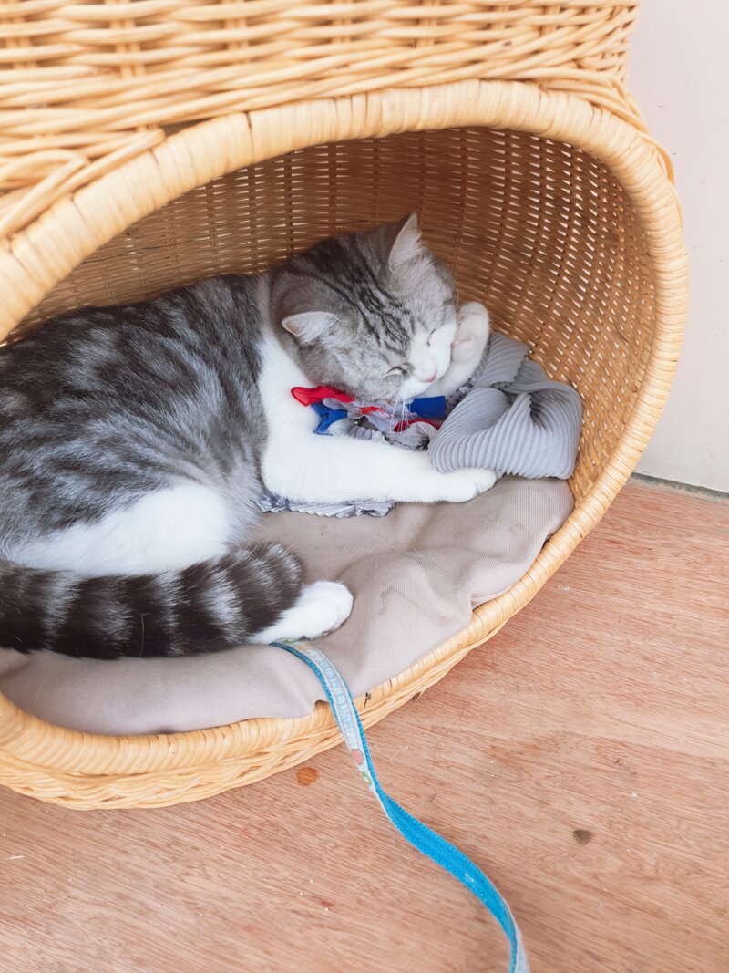 메이플스토리 인벤 고냥이 잠드는 과정 메이플스토리 인벤 자유게시판