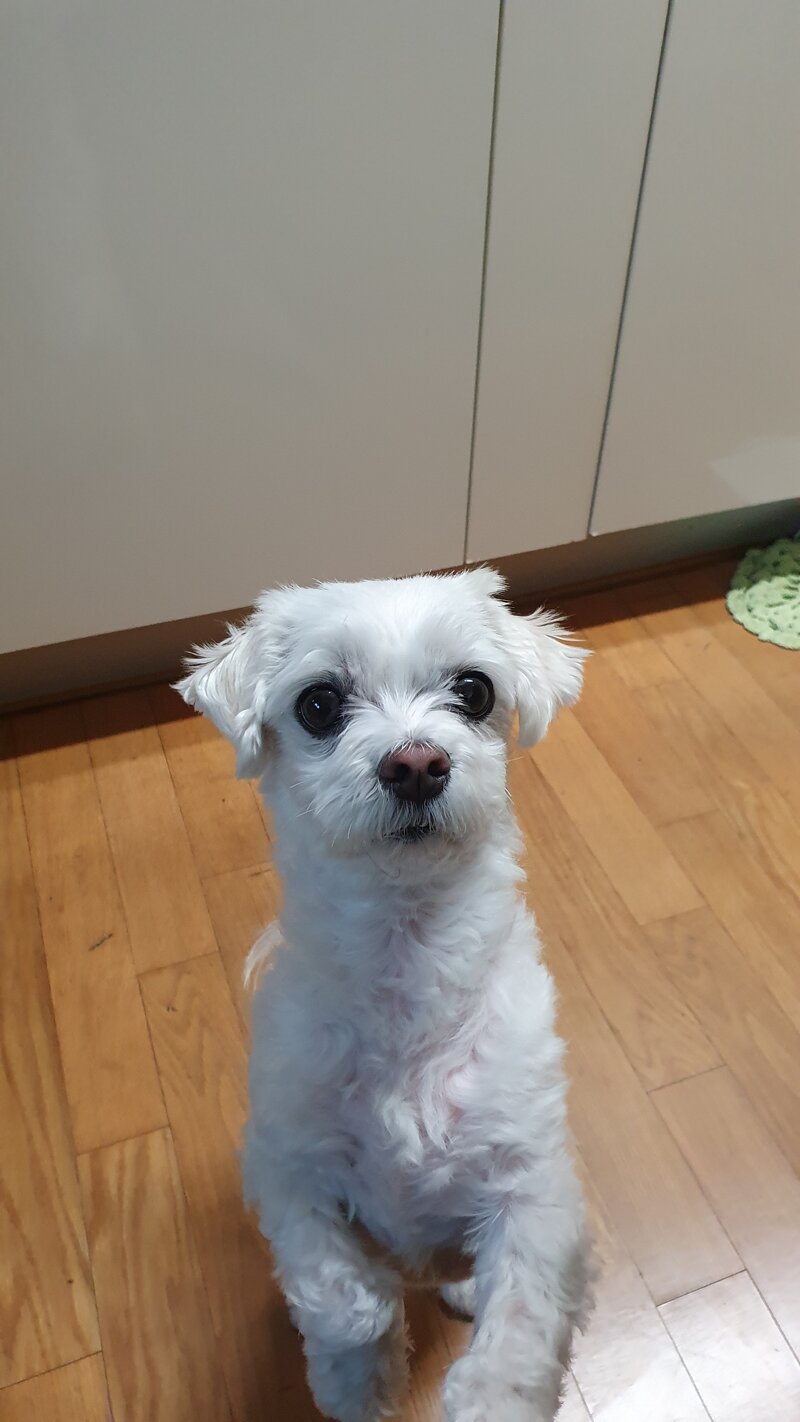 메이플스토리 인벤 울집 댕댕이 보구가 메이플스토리 인벤 자유게시판