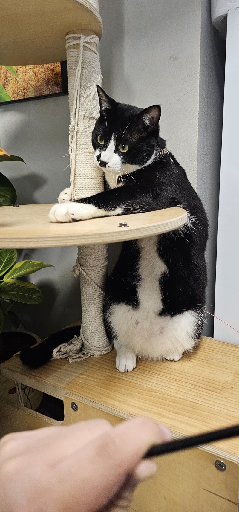 메이플스토리 인벤 냥이 메이플스토리 인벤 자유게시판