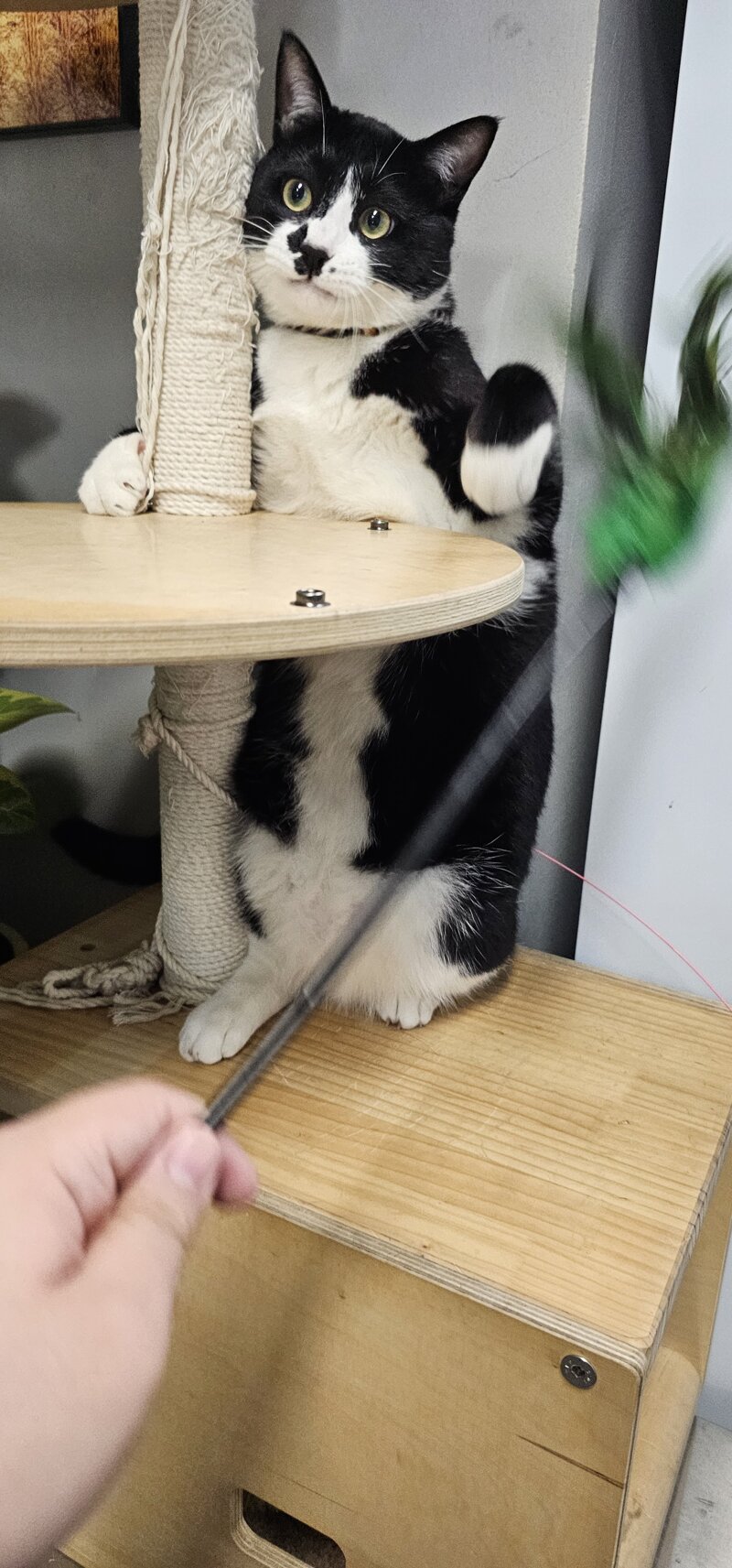 메이플스토리 인벤 냥이 메이플스토리 인벤 자유게시판