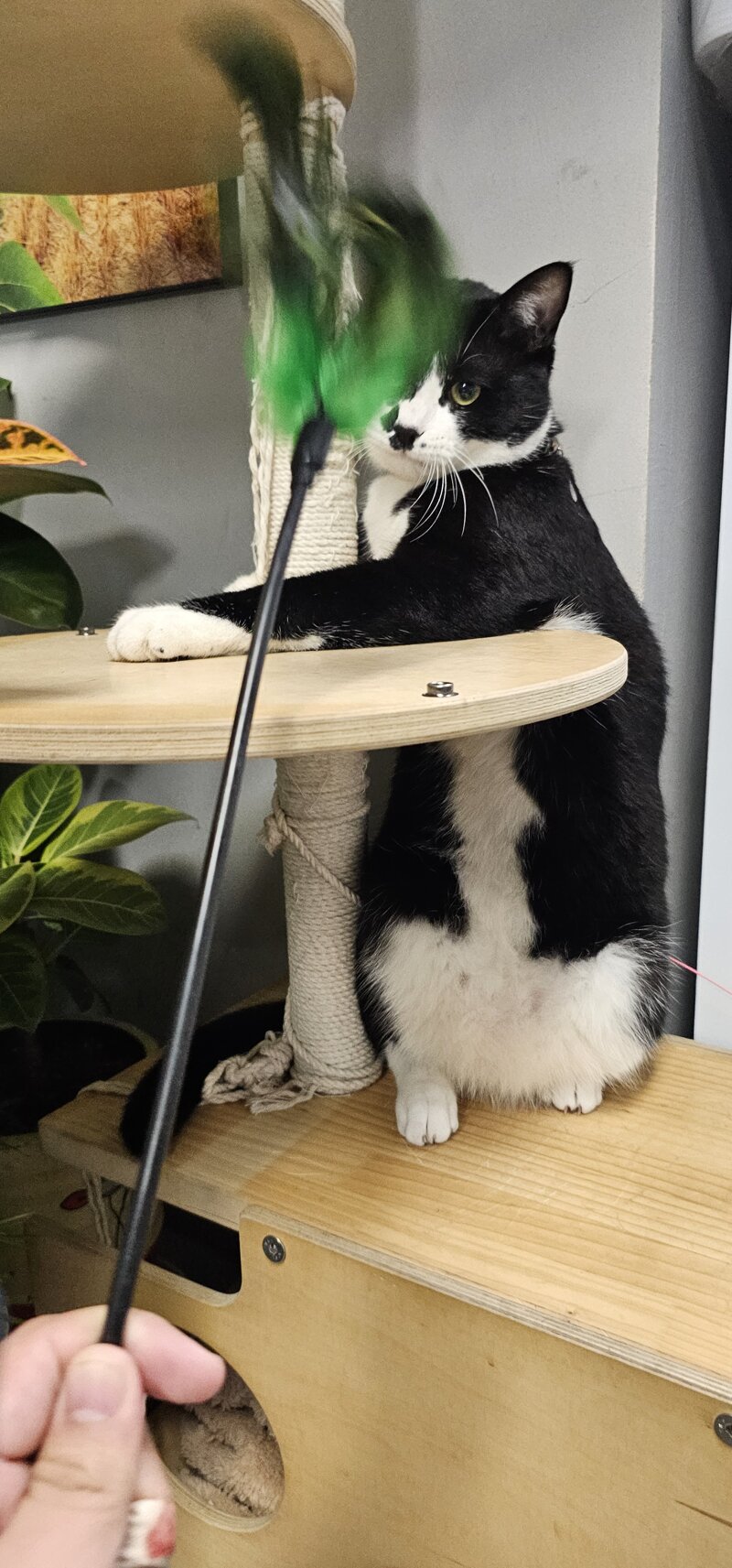 메이플스토리 인벤 냥이 메이플스토리 인벤 자유게시판