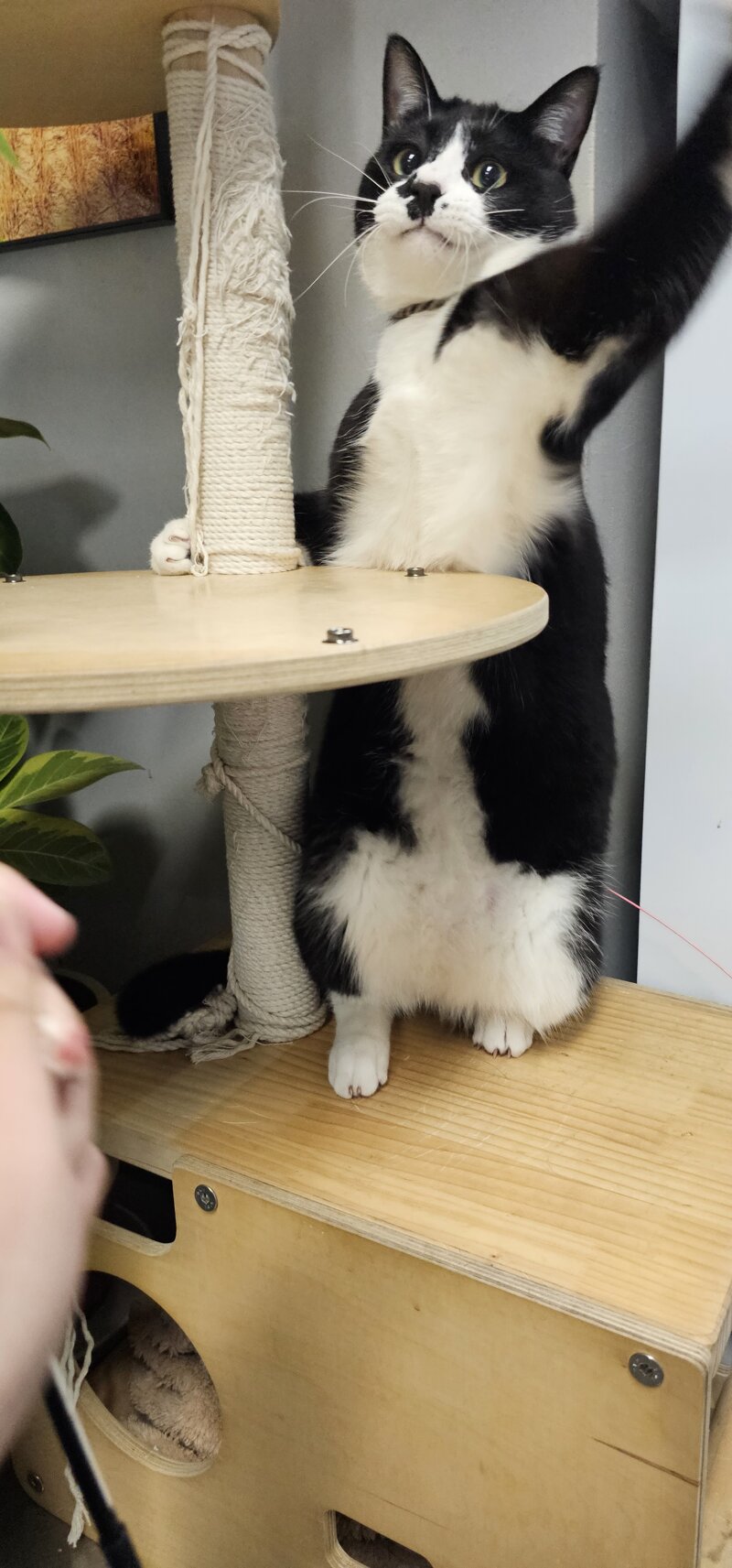 메이플스토리 인벤 냥이 메이플스토리 인벤 자유게시판