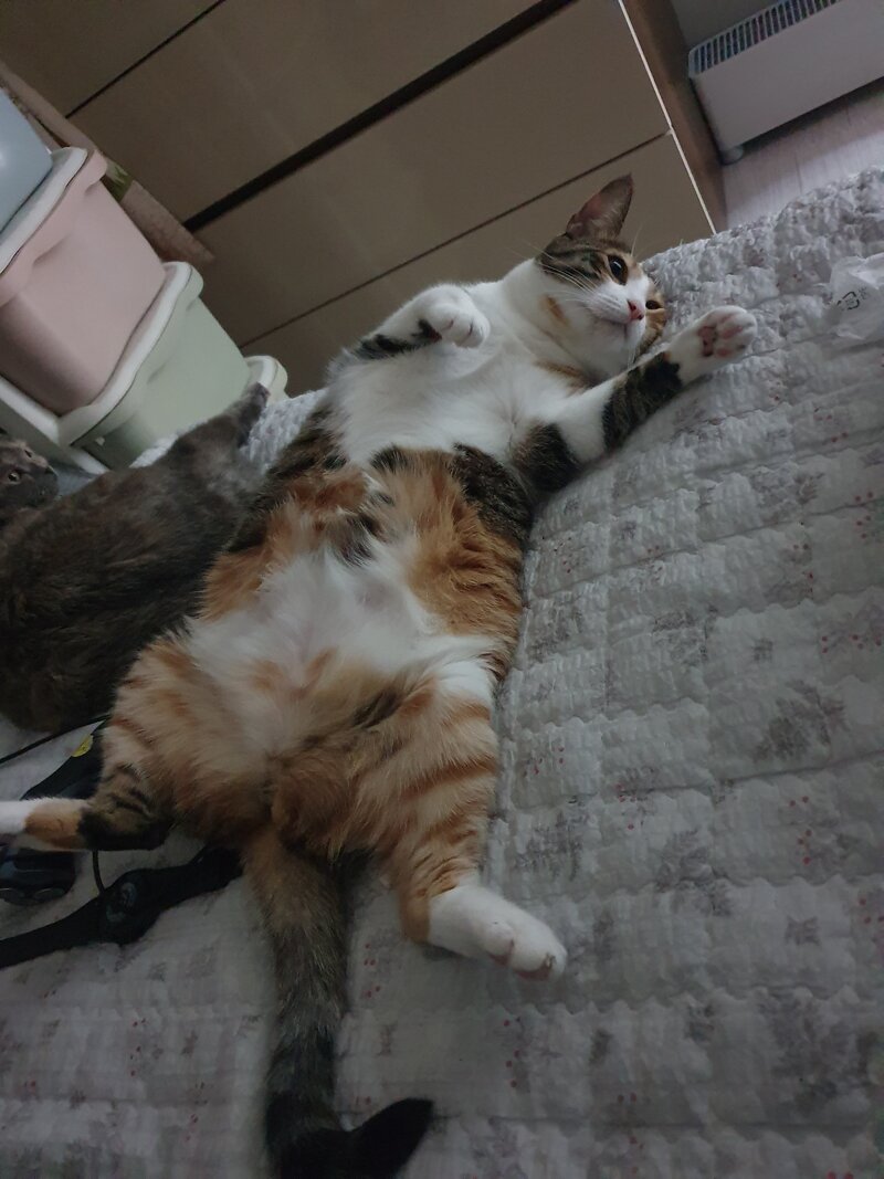 웹진 인벤 우리집고양이 오픈이슈갤러리