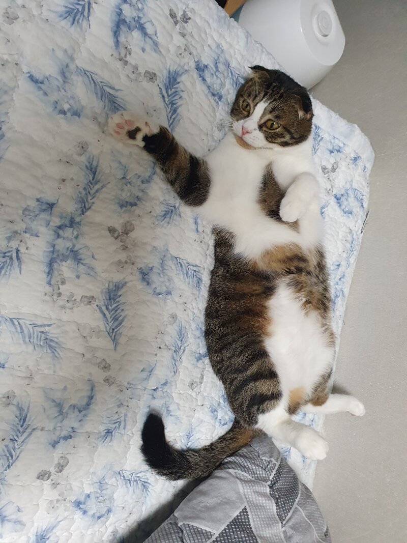 웹진 인벤 우리집고양이 오픈이슈갤러리