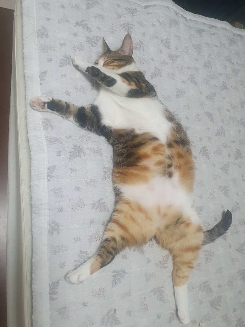 웹진 인벤 우리집고양이 오픈이슈갤러리