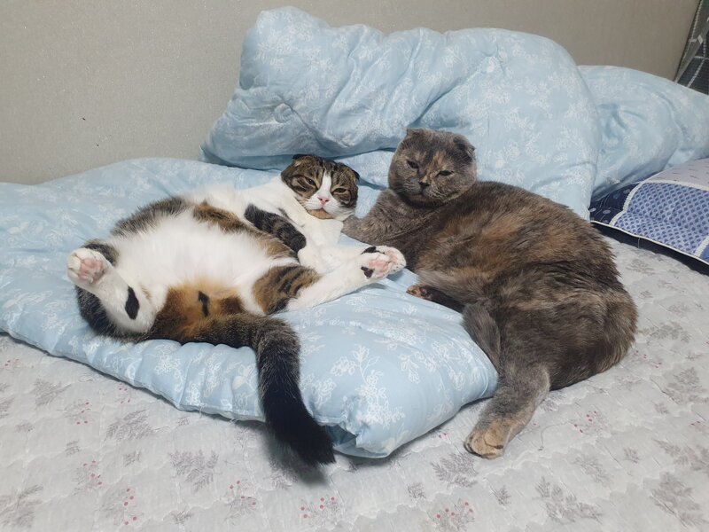 웹진 인벤 우리집고양이 오픈이슈갤러리