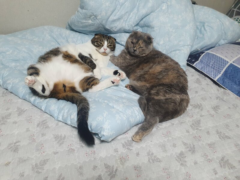 웹진 인벤 우리집고양이 오픈이슈갤러리