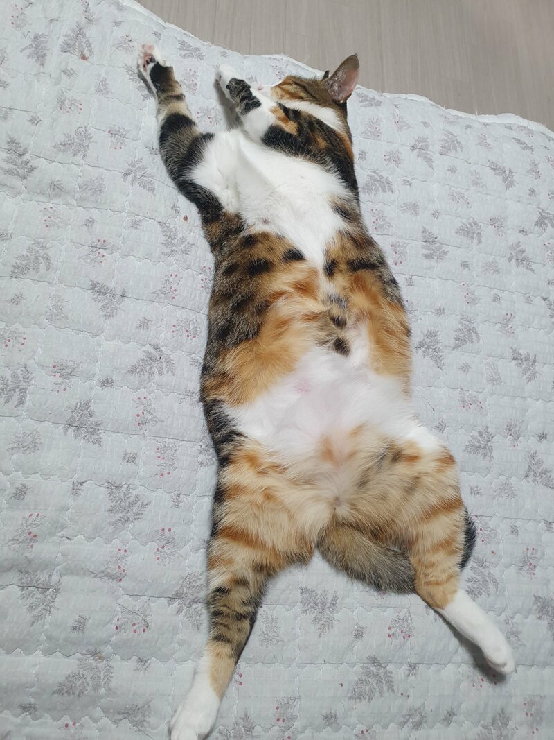 웹진 인벤 우리집고양이 오픈이슈갤러리