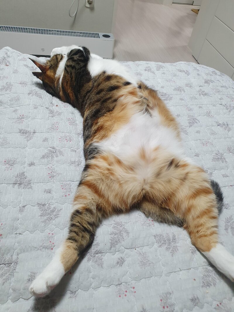 웹진 인벤 우리집고양이 오픈이슈갤러리