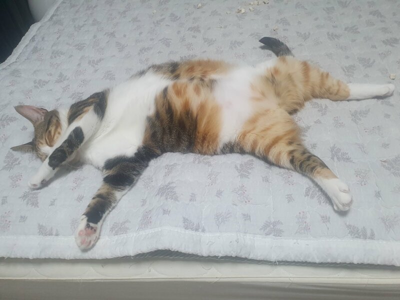 웹진 인벤 우리집고양이 오픈이슈갤러리