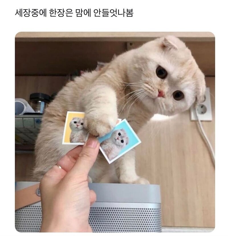 로스트아크 인벤 주말출근 귀여운거 보렴 로스트아크 인벤 자유 게시판
