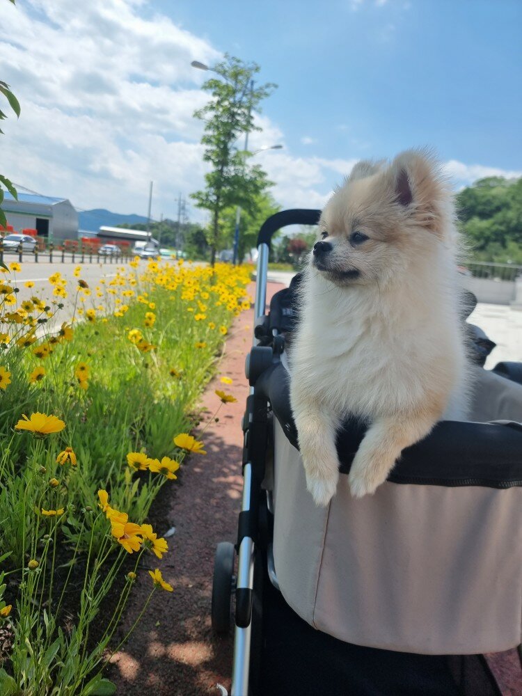봄나들이 간 울집 댕댕이 오픈이슈갤러리 인벤