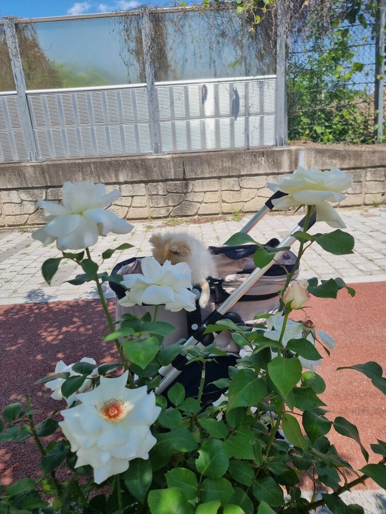 봄나들이 간 울집 댕댕이 오픈이슈갤러리 인벤