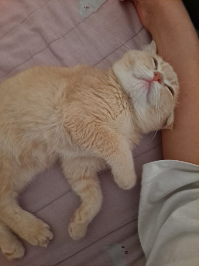 메이플스토리 인벤 우리집 고양이 또 보구가 메이플스토리 인벤 자유게시판
