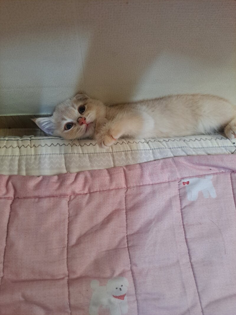 메이플스토리 인벤 우리집 고양이 또 보구가 메이플스토리 인벤 자유게시판