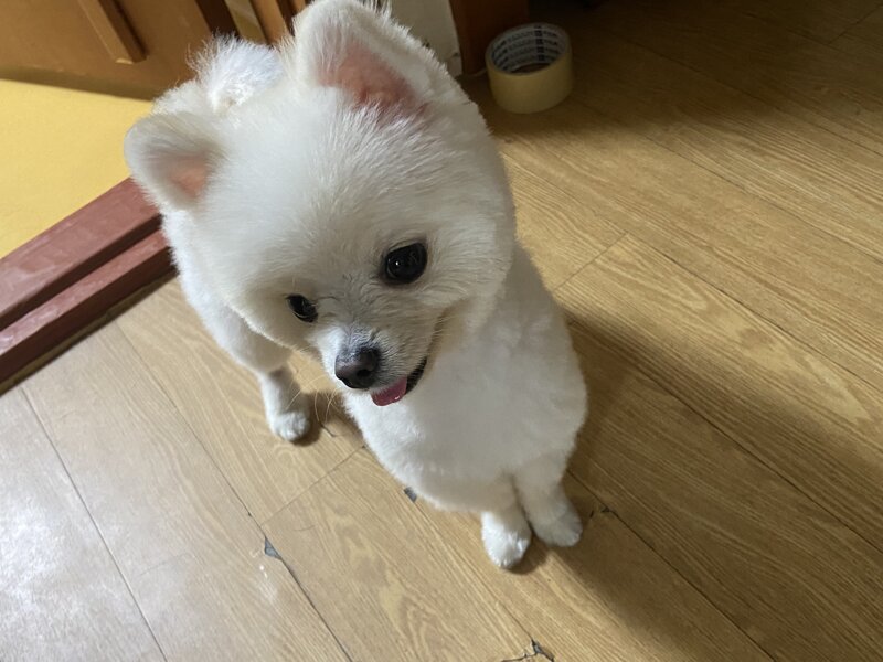 로스트아크 인벤 강쥐 미용했다 로스트아크 인벤 자유 게시판