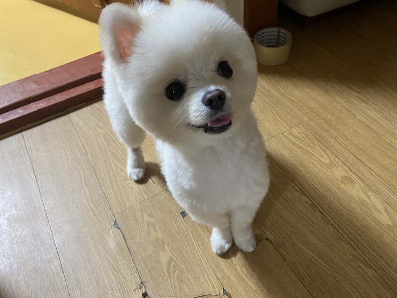 로스트아크 인벤 강쥐 미용했다 로스트아크 인벤 자유 게시판