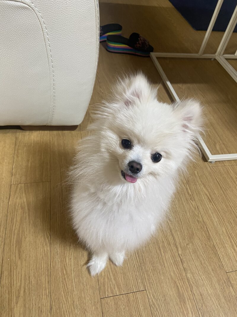 로스트아크 인벤 강쥐 미용했다 로스트아크 인벤 자유 게시판
