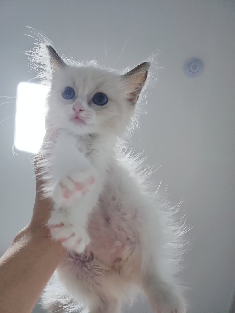 메이플스토리 인벤 울집고양이 와꾸 평가점 메이플스토리 인벤 자유게시판