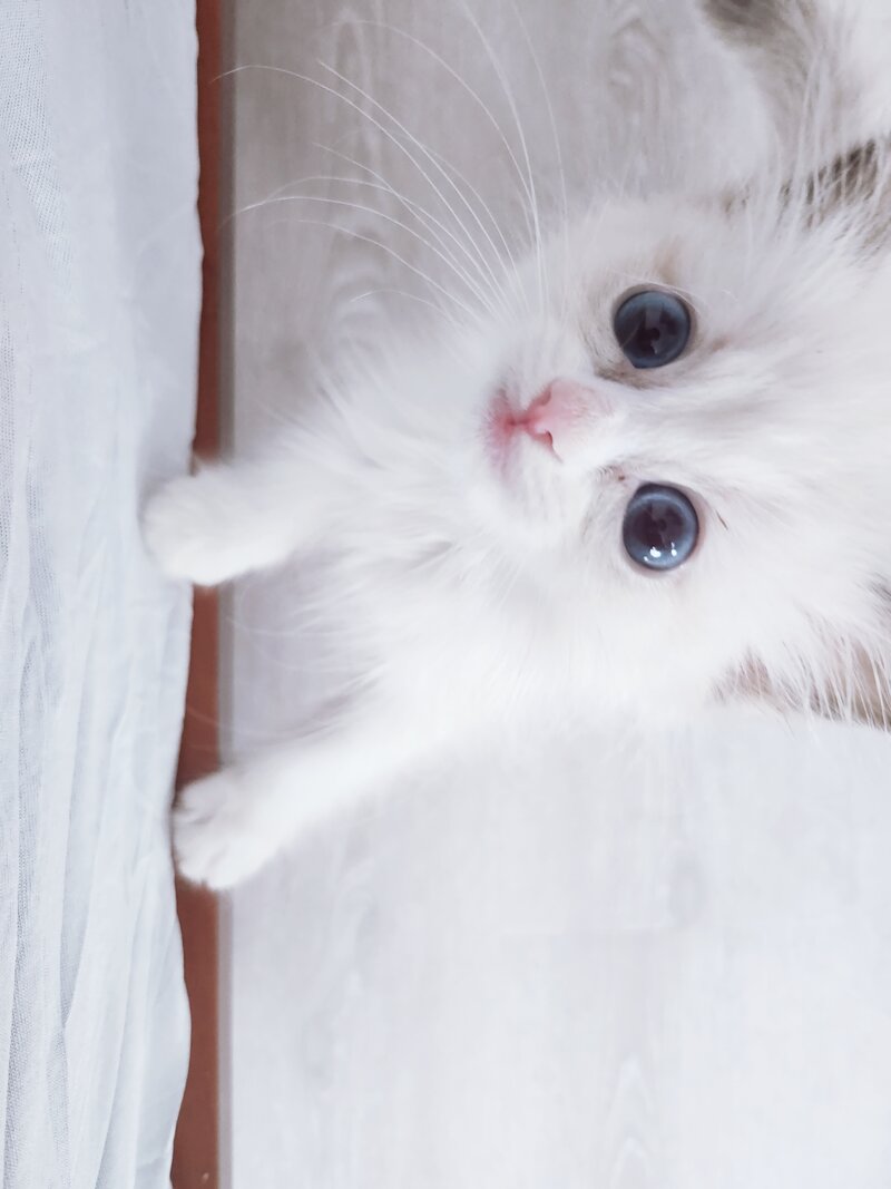 메이플스토리 인벤 울집 고양이 눈깔 왜이럼 메이플스토리 인벤 자유게시판