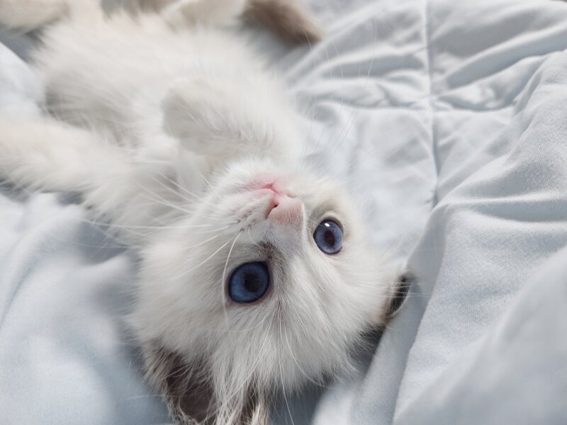 메이플스토리 인벤 울집 고양이 사진 더올리래서 올림 메이플스토리 인벤 자유게시판