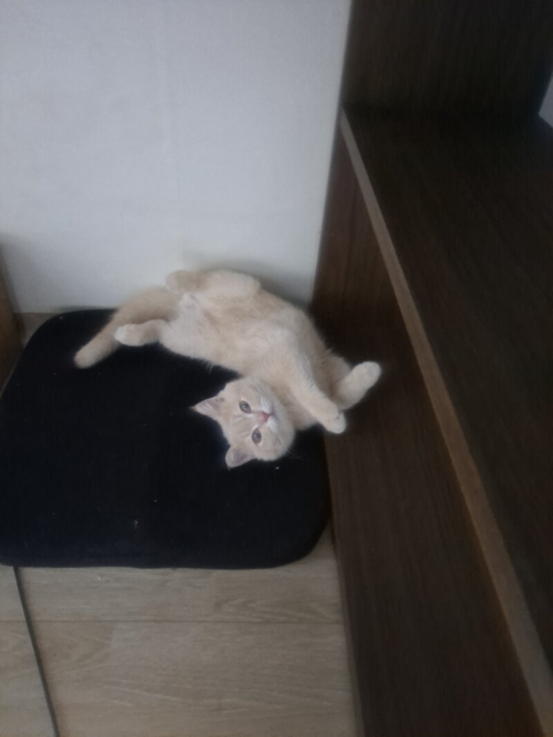 메이플스토리 인벤 우리집 고양이 메이플스토리 인벤 자유게시판