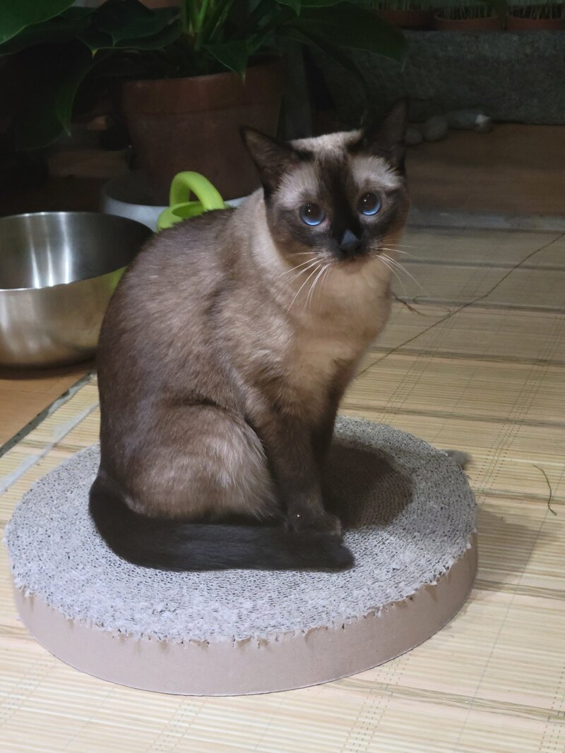 메이플스토리 인벤 울집 고양이들 올림 메이플스토리 인벤 자유게시판