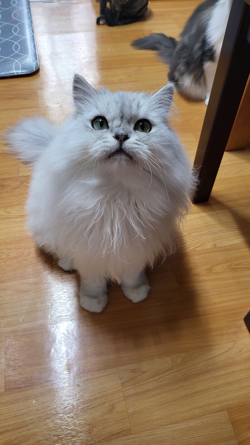 메이플스토리 인벤 울집 가족임 메이플스토리 인벤 자유게시판