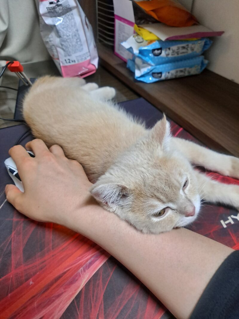 메이플스토리 인벤 우리집 고양이 메이플스토리 인벤 자유게시판