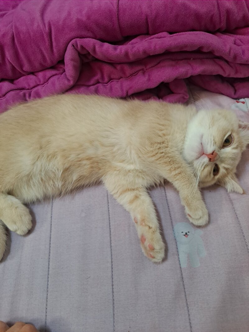 메이플스토리 인벤 우리집 고양이 메이플스토리 인벤 자유게시판
