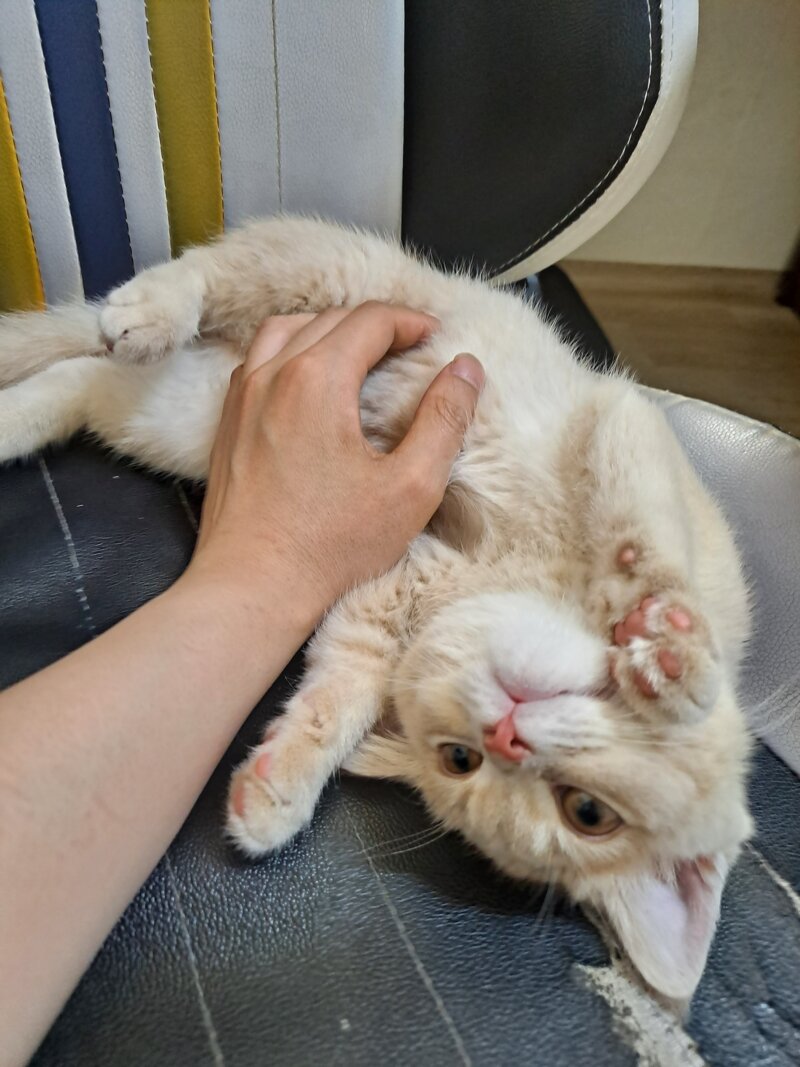 메이플스토리 인벤 우리집 고양이 메이플스토리 인벤 자유게시판