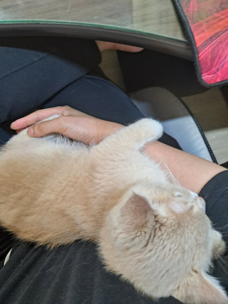 메이플스토리 인벤 우리집 고양이 메이플스토리 인벤 자유게시판