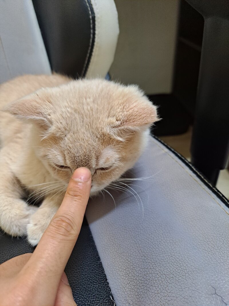 메이플스토리 인벤 우리집 고양이 메이플스토리 인벤 자유게시판