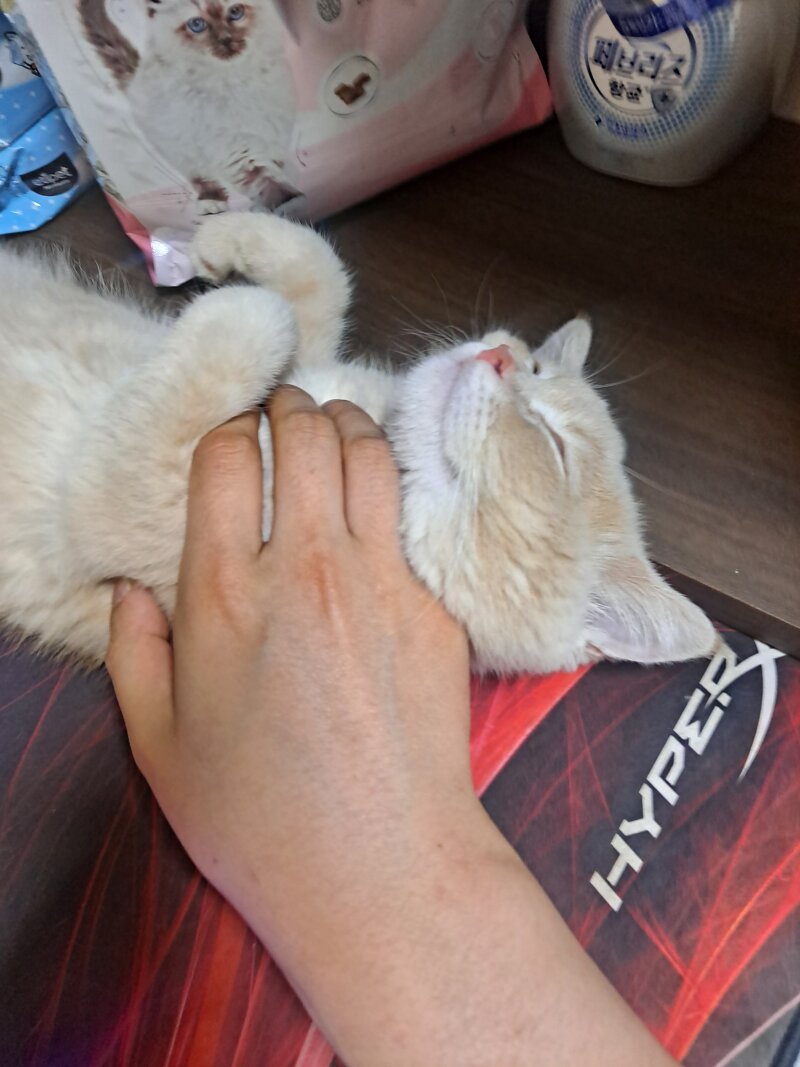 메이플스토리 인벤 우리집 고양이 메이플스토리 인벤 자유게시판