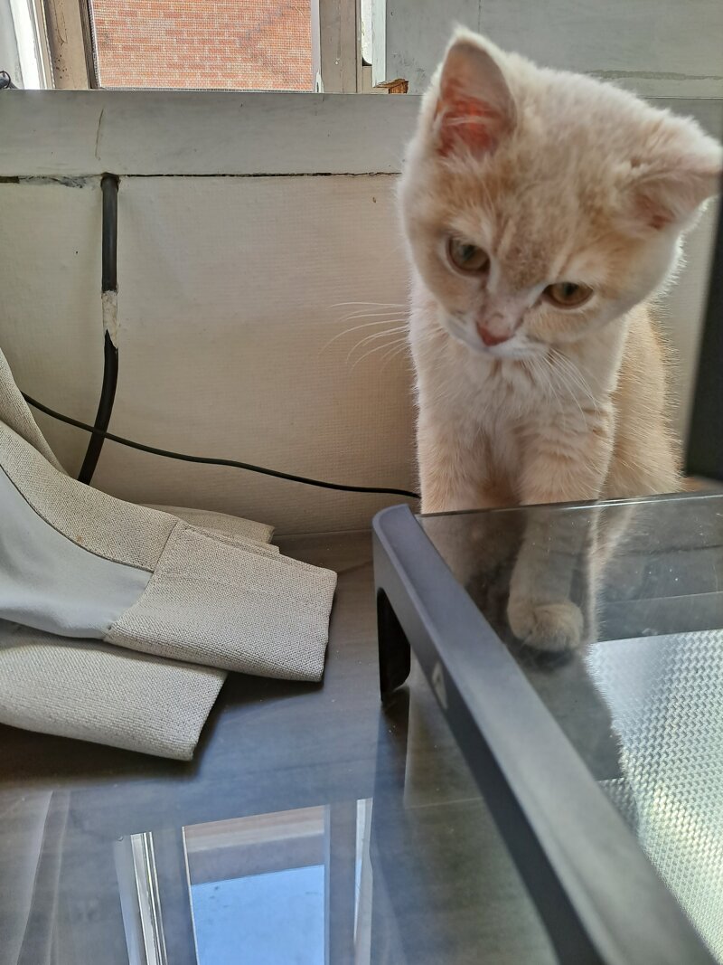 메이플스토리 인벤 우리집 고양이 메이플스토리 인벤 자유게시판